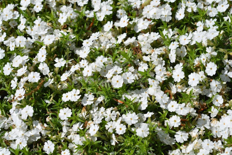 Phlox image stock. Image du phlox, ressort, fleur, botanique - 273016099