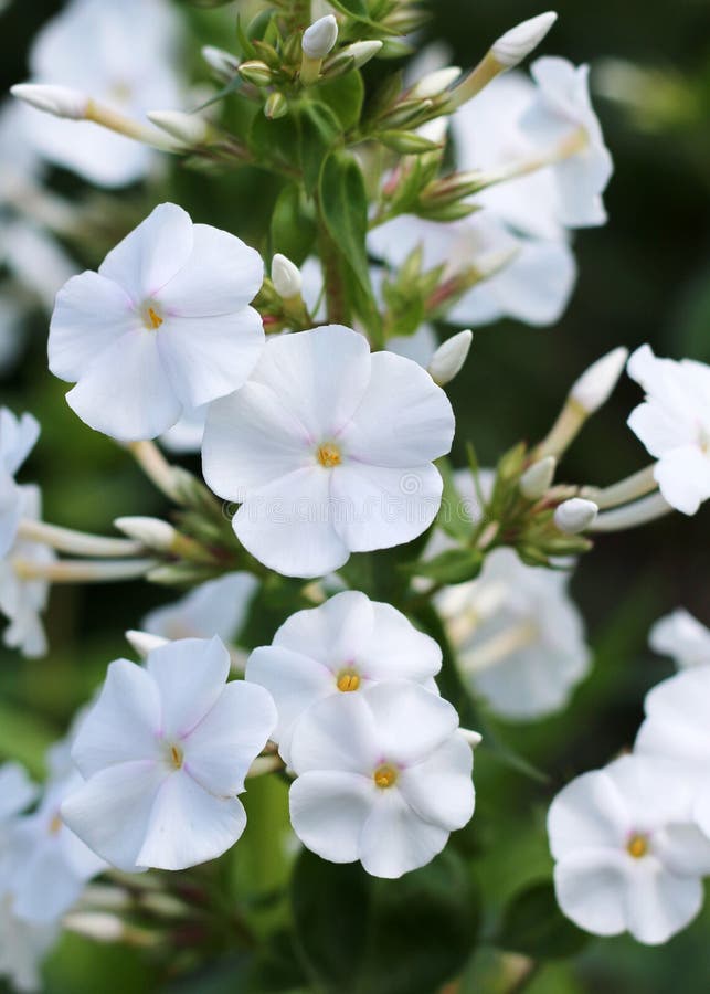 Phlox Flowers in Bloom. White Phloxes Stock Photo - Image of flowers ...
