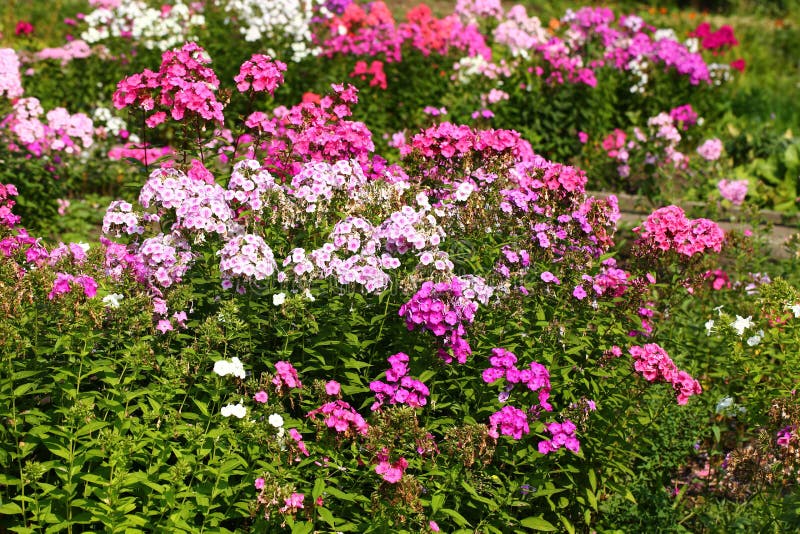 Phlox flowers stock image. Image of flora, plant, phlox - 81851187