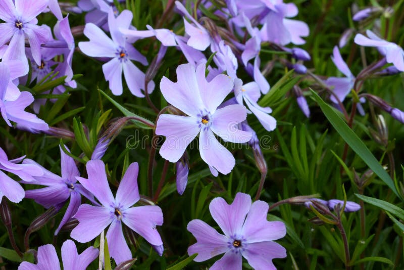 Phlox stock photo. Image of nature, spring, phlox, garden - 91702372