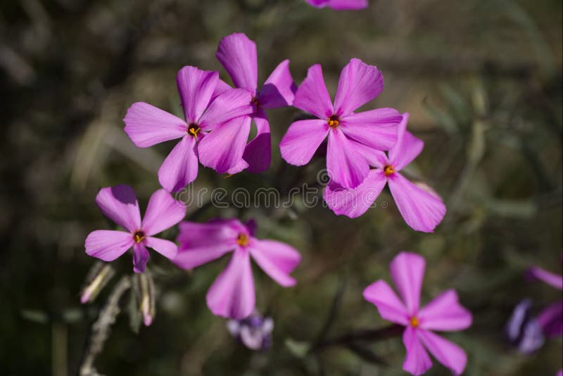 Phlox Longifolia Stock Photos - Free & Royalty-Free Stock Photos from ...