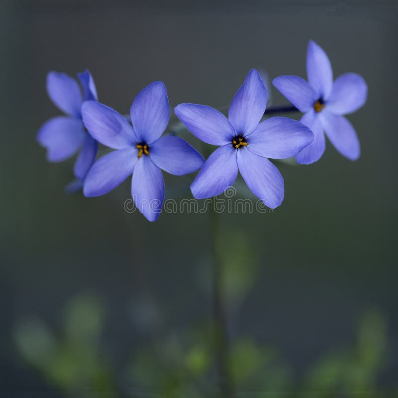 Phlox Stolonifera (creeping Phlox) in the Garden Stock Image - Image of ...