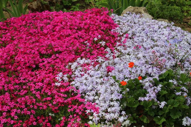 Phlox Subulata Blooms on the Flowerbed Stock Photo - Image of plant ...