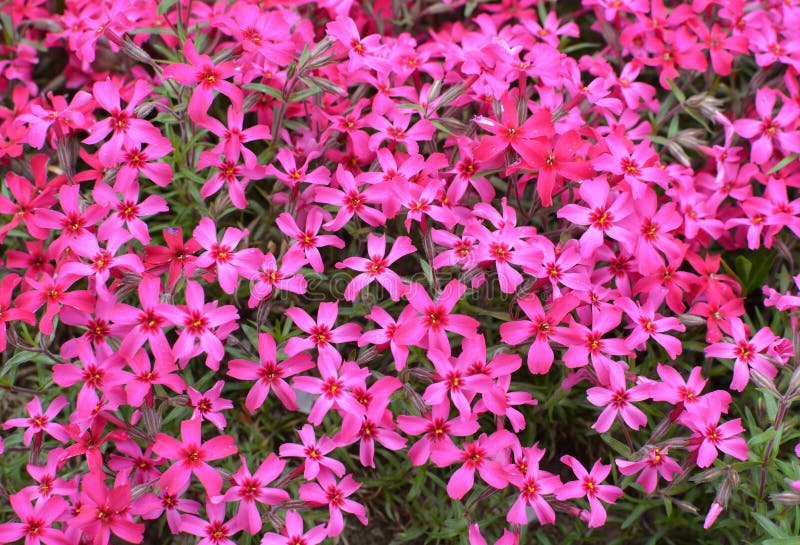 Phlox Subulata Blooms on the Flowerbed Stock Photo - Image of beauty ...