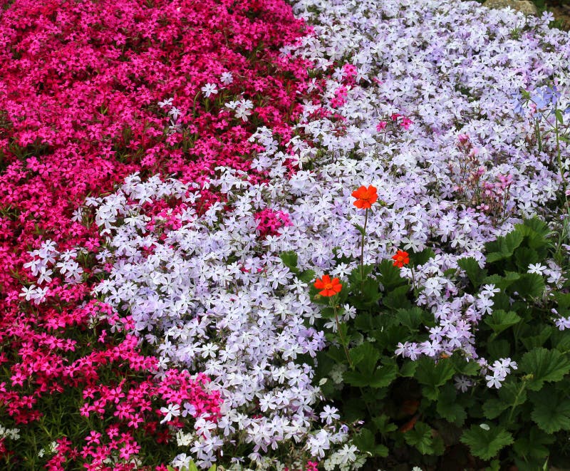 Phlox Subulata Blooms on the Flowerbed Stock Image - Image of petal ...