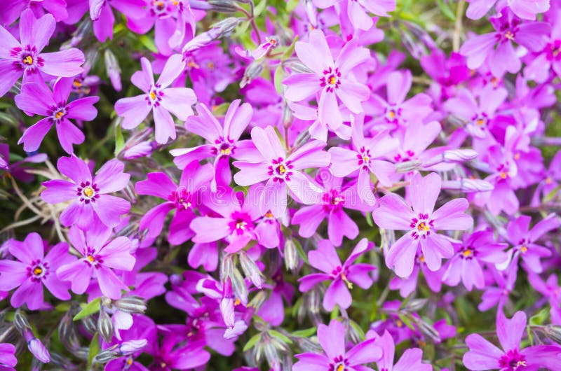 Phlox Subulata. Bright Pink Spring Flowers Stock Photo - Image of green ...