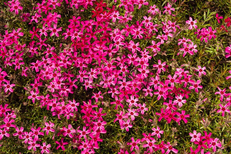 Phlox Subulata - Creeping Phlox, Moss Phlox, Moss Pink, or Mountain ...