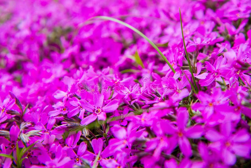 Phlox subulata plant stock photo. Image of bloomin, stem - 146401530