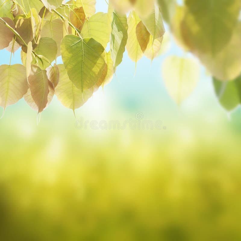 Pho or bodhi stock image. Image of detail, flora, gaya - 29726721