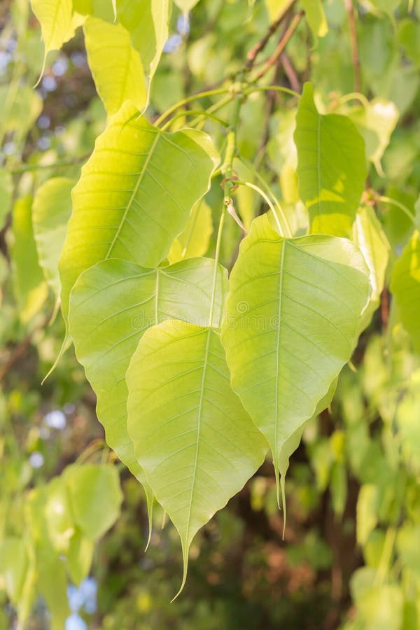 Pho green leaves stock photo. Image of plant, branch - 70593268