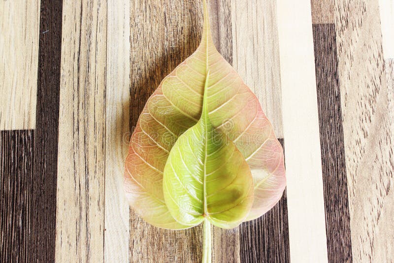 Pho Leaves are the Background. Stock Image - Image of natural, growth ...