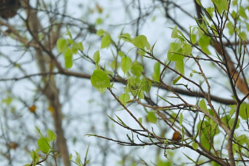 Pho Leaves in the Evening.Green Leaf Pho Leaf, (bo Leaf, Bothi Leaf ...