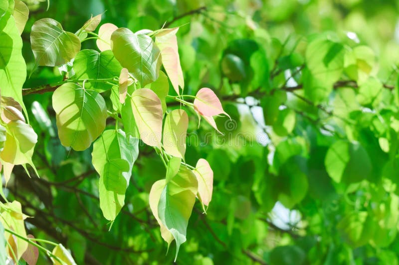 Pho Leaves in the Evening.Green Leaf Pho Leaf, (bo Leaf, Bothi Leaf ...