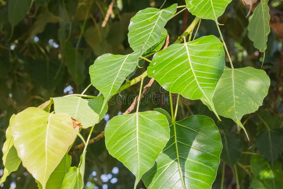 Pho leaves on tree stock photo. Image of growth, outdoor - 57546254