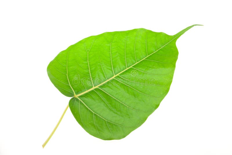 Pho-thi Green Leave of Temple Tree Isolated Stock Photo - Image of ...