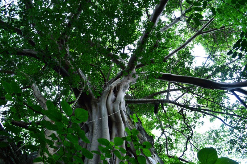 Pho tree stock image. Image of country, bodhi, nature - 42664249