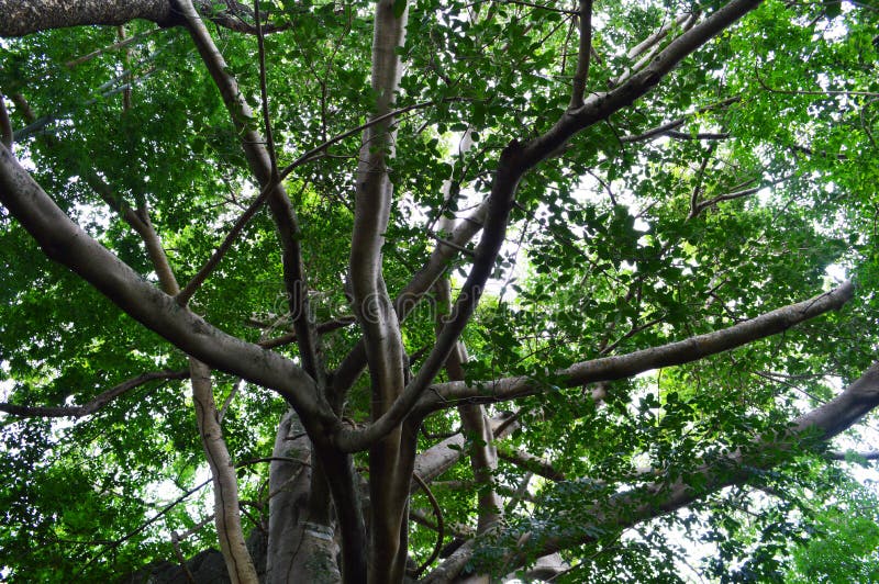 Pho tree stock image. Image of flora, nature, bright - 42664253