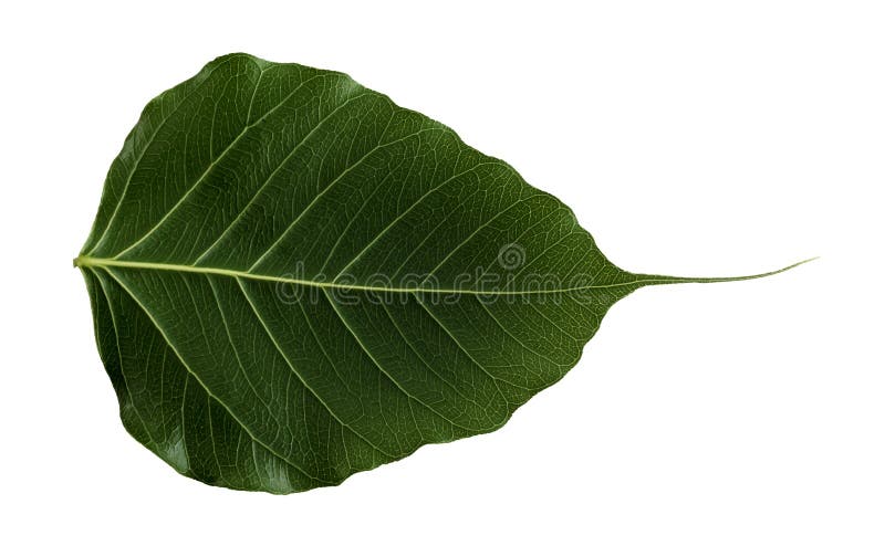 Pho tree leaves stock image. Image of grow, detail, bright - 164613593