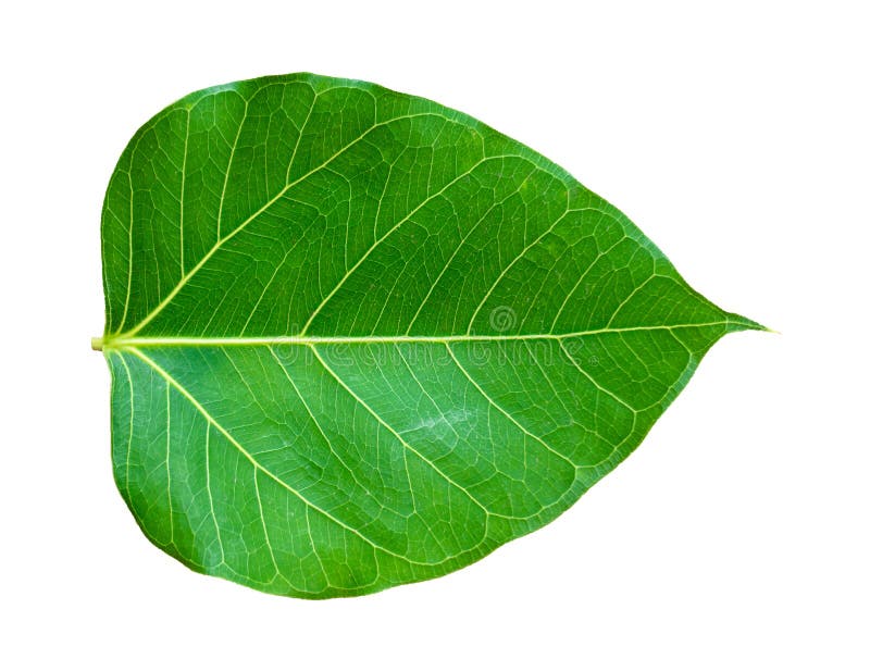 Pho Tree Leaves on a White Background Stock Image - Image of flora ...