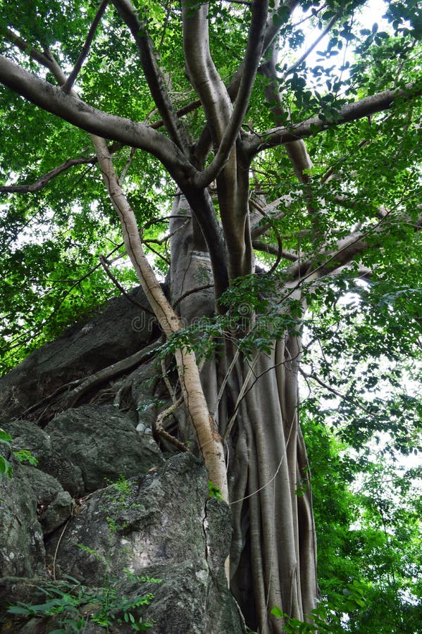 Pho tree on the rocks stock photo. Image of natural, buddhist - 42664242