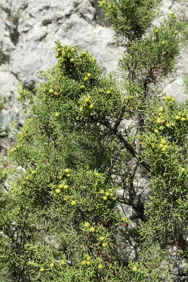 Phoenicean Juniper Tree Juniperus Phoenicea Canariensis Stock Image ...