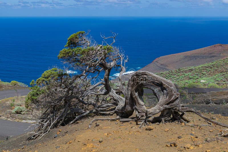 141 Sabine Tree Stock Photos - Free & Royalty-Free Stock Photos from ...