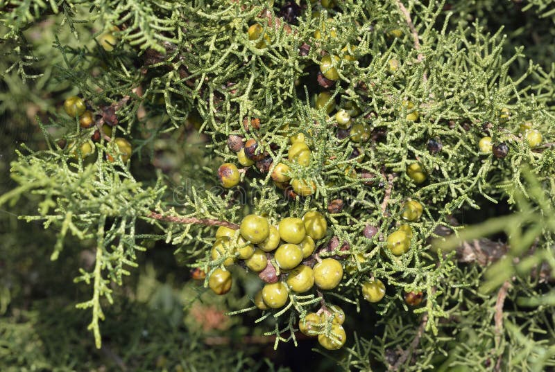Phoenician Juniper stock image. Image of round, juniperus - 63774897