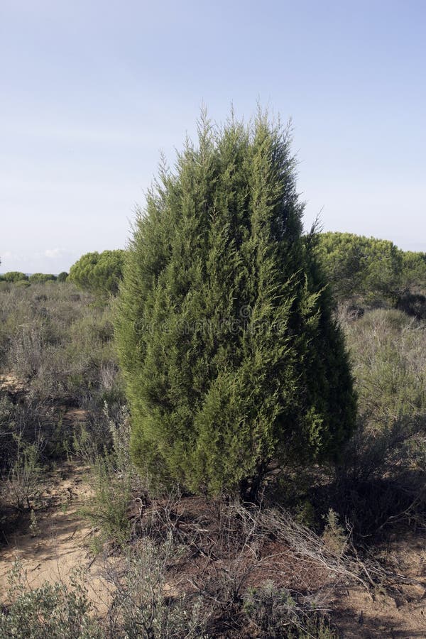 Phoenician Juniper Tree, Juniperus Phoenicea Stock Photo - Image of ...