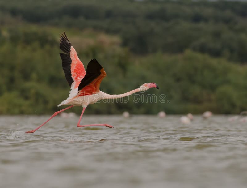 Phoenicopterus Roseus / Greater Flamingo Head Details Side View Stock ...