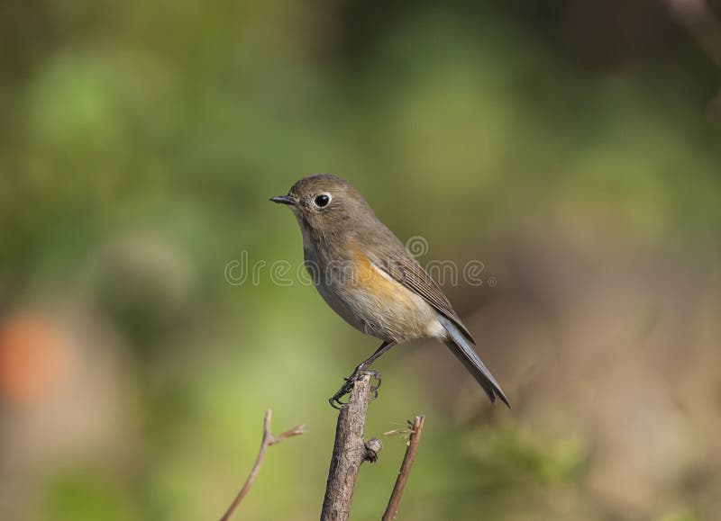 Phoenicurus stock photo. Image of wood, animai, wildlife - 60828396
