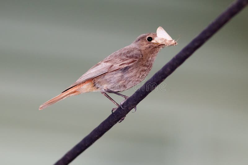 Phoenicurus Ochruros, Black Redstart. Stock Photo - Image of wildlife ...