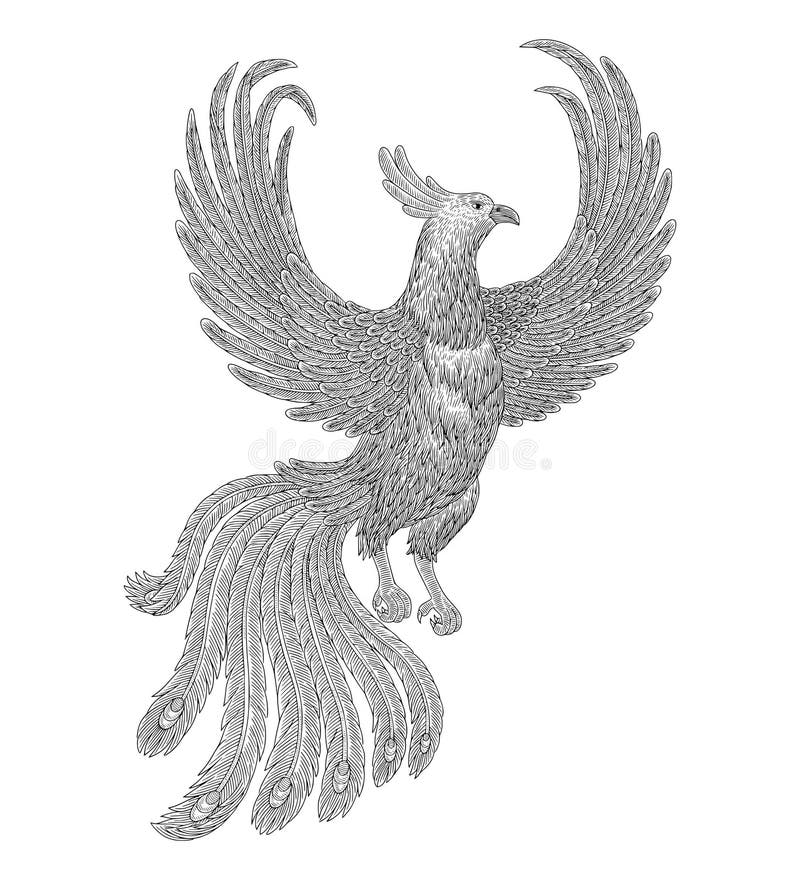 Phoenix Bird Flying, Vintage Engraving Drawing Illustration Stock ...