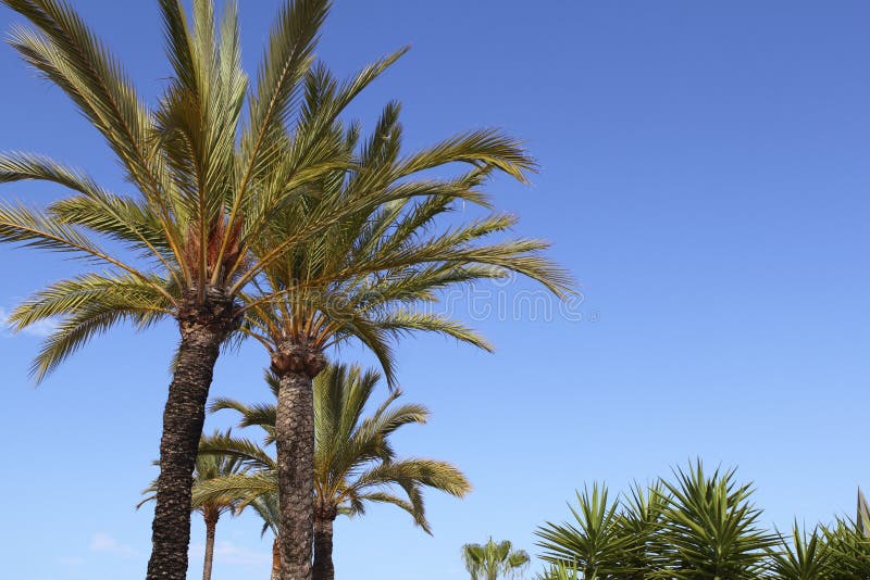 Phoenix Canariensis Palm Trees Blue Sky Stock Image - Image of leaf ...