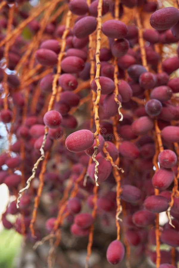 Phoenix canariensis palms stock photo. Image of close - 252104504