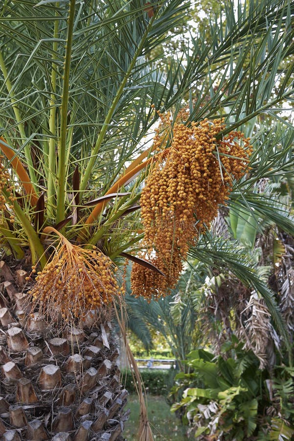 Phoenix canariensis palms stock photo. Image of ornamental - 252104492