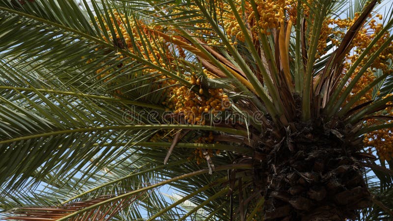 Phoenix Dactylifera Date or Date Palm Tree Stock Photo - Image of hotel ...