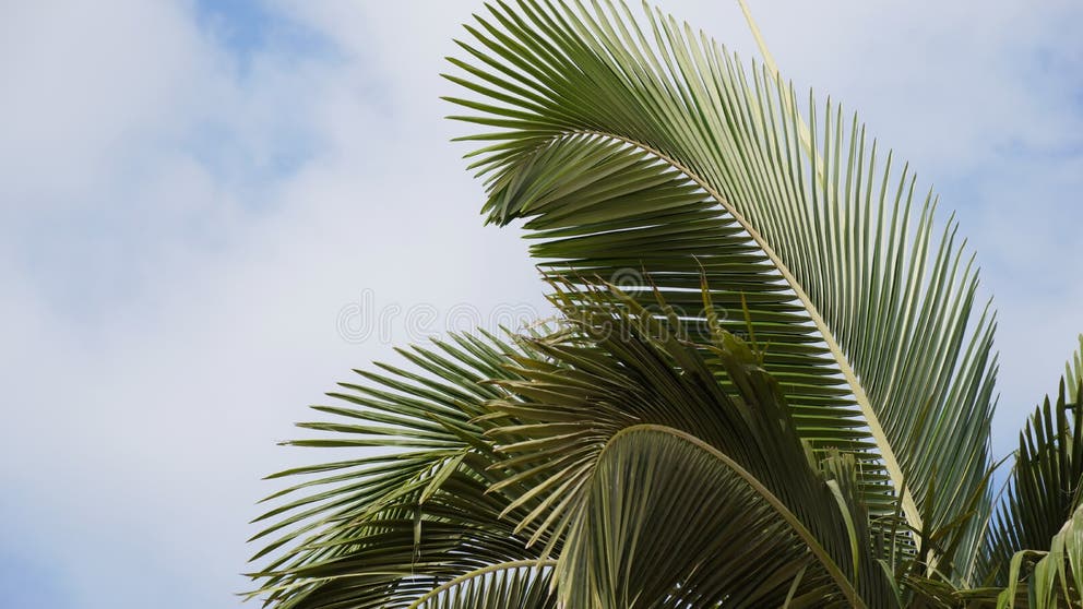 Phoenix Dactylifera Date or Date Palm Tree Stock Photo - Image of green ...