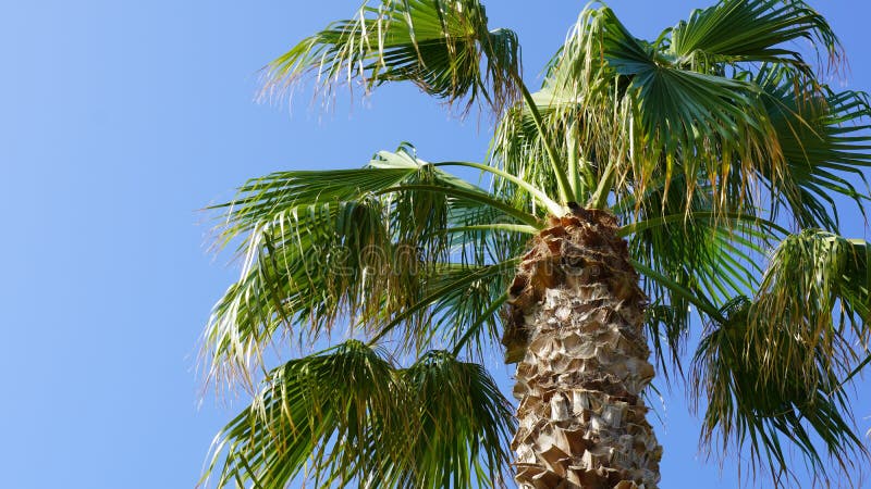 Phoenix Dactylifera Date or Date Palm Tree Stock Image - Image of tree ...