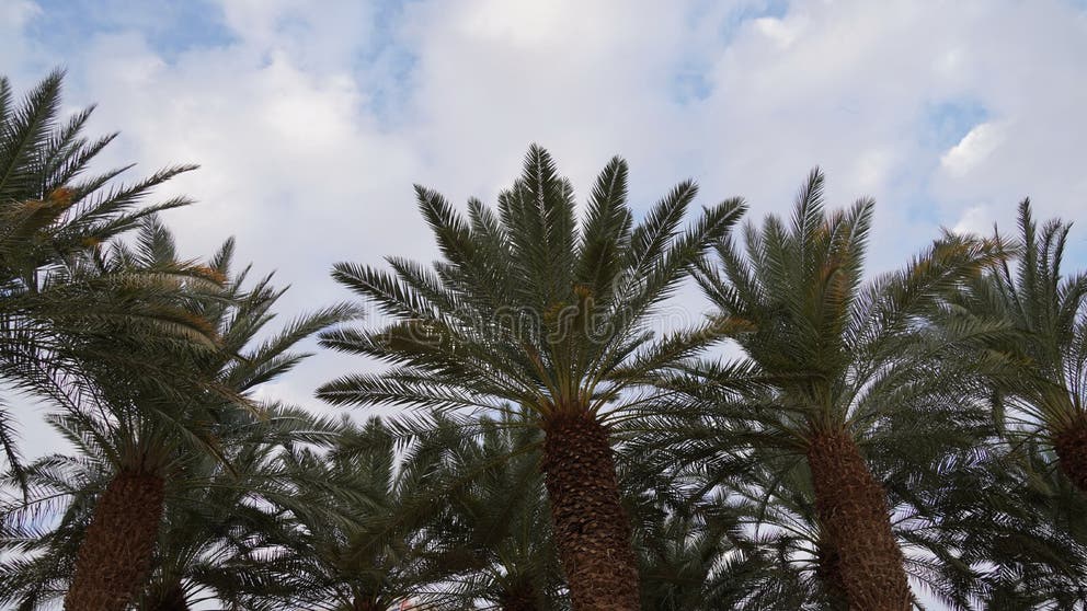 Phoenix Dactylifera Date or Date Palm Tree Stock Photo - Image of space ...