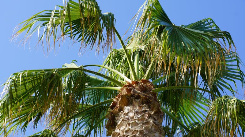 Phoenix Dactylifera Date or Date Palm Tree Stock Photo - Image of ...