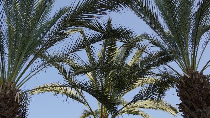 Phoenix Dactylifera Date or Date Palm Tree Stock Photo - Image of hotel ...