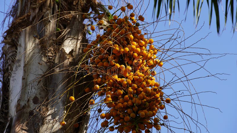 Phoenix Dactylifera Date or Date Palm Tree Stock Photo - Image of ...