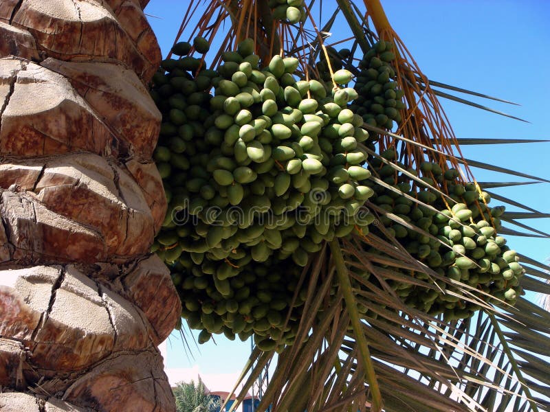 Phoenix Dactylifera O Palma Da Datteri Fotografia Stock - Immagine di ...