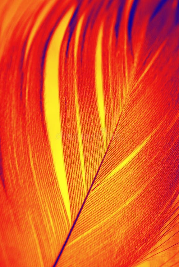 Phoenix feather stock photo. Image of macro, bird, desire - 2331170