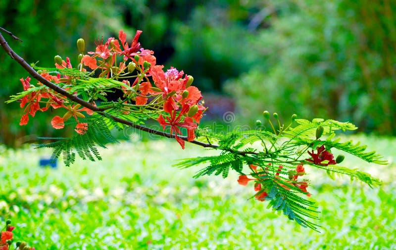 Phoenix flower stock image. Image of phoenix, flower - 73197383