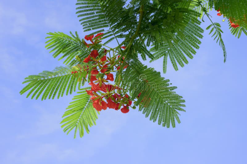 Phoenix flower. stock photo. Image of green, regia, beautiful - 35444038