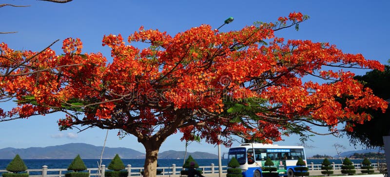 PHOENIX FLOWER stock image. Image of phoenix, tree, trang - 106755569