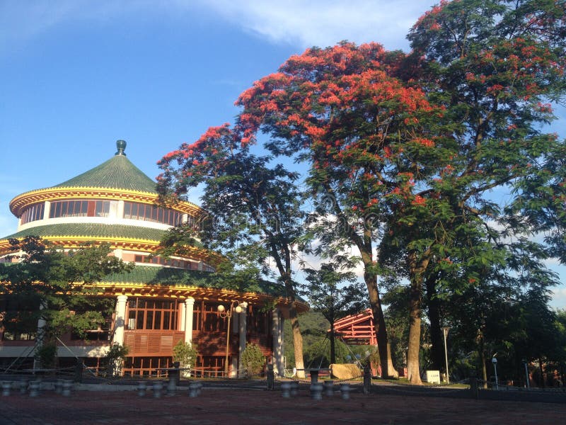 Phoenix Flowers Tree Blooming Along the Roadside Editorial Stock Image ...