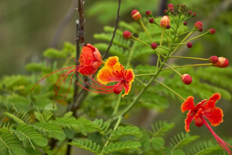 Phoenix Flowers are in Bloom, Like the Fire, Like the Butterflies ...