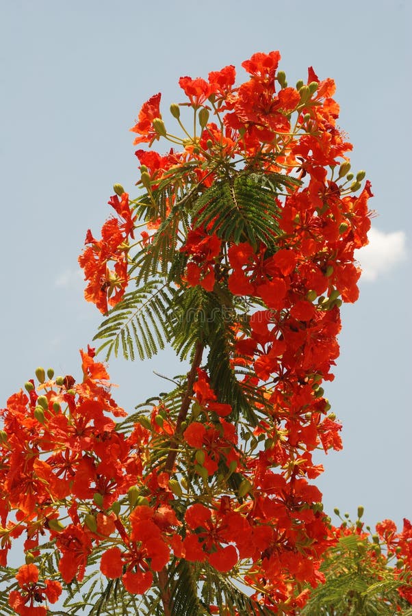 Phoenix flowers stock photo. Image of blossoms, decoration - 41147810